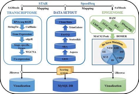 workflow to identify regulatory de novo mutations involved in embryonic