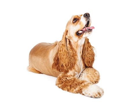 Premium Photo Cocker Spaniel Laying Looking Up