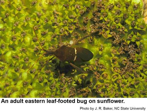 Eastern Leaf Footed Bug Nc State Extension Publications
