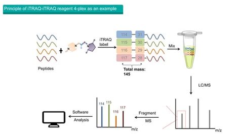 Mass Spectrometry Based Proteomics Quantification Itraq Pptx