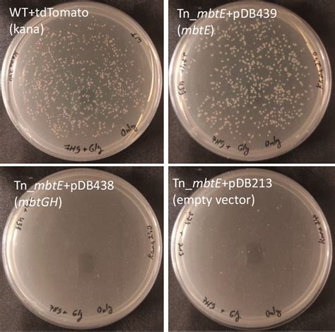 A Pivotal Role For Mycobactin Mbte In Growth And Adaptation Of