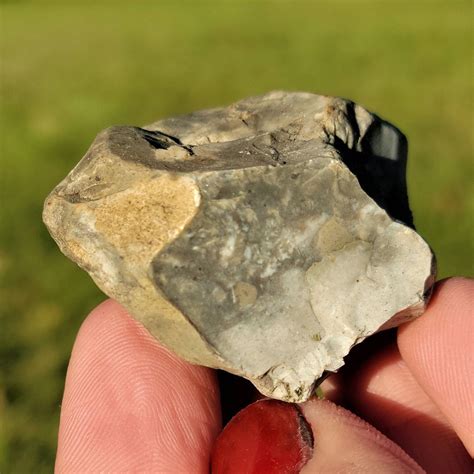 Fossiliferous Chert Rock Fossil Flint Crinoid Fossils Limestone Manganese Michigan Great