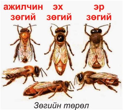 Зөгийн бал Зөгийнхөн