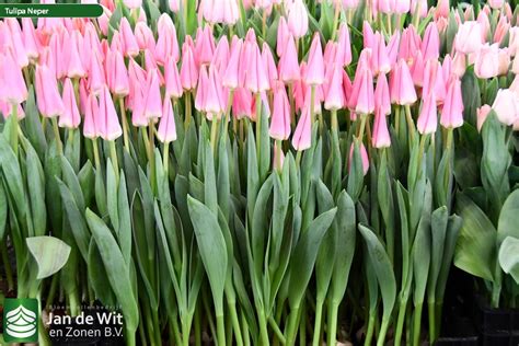 Neper ® Tulip Jan De Wit En Zonen B V