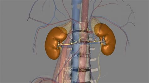 Premium Photo The Renal Plexus Is A Complex Network Of Nerves Formed By Filaments From The