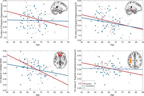 Age Related White Matter Integrity Decline The Estimated Age Download Scientific Diagram