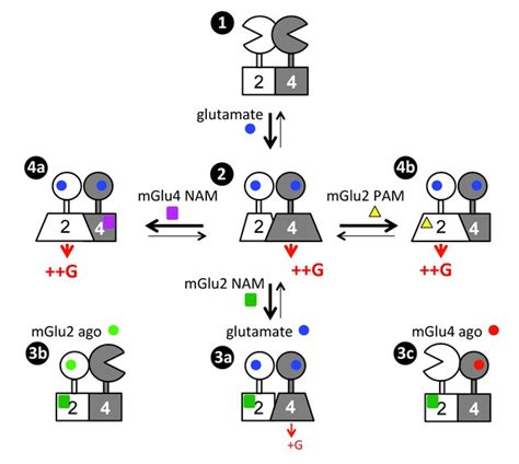 Figures And Data In Allosteric Control Of An Asymmetric Transduction In