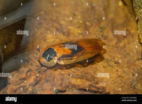 Cockroach Are A Paraphyletic Group Of Insects Belonging To Blattodea