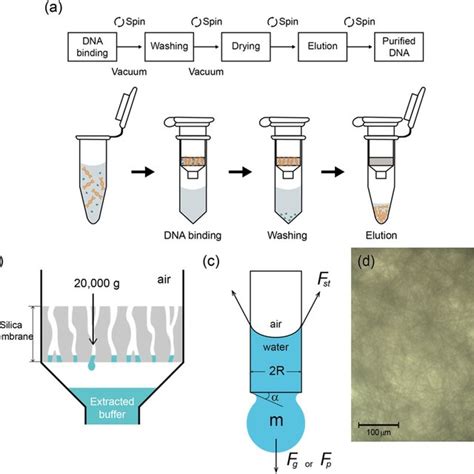Conventional Cfdna Extraction Method Using Centrifugation A Workflow