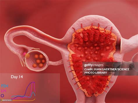 Uterus And Ovary On Day 14 Of The Menstrual Cycle Illustration High Res