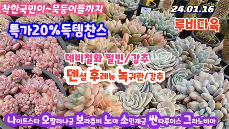 루비다육2전품목 20특가세일착한국민이 ~묵둥이까지레티지아덴셤그라노비아러우아보카도크림녹귀란러블리로즈펄빈