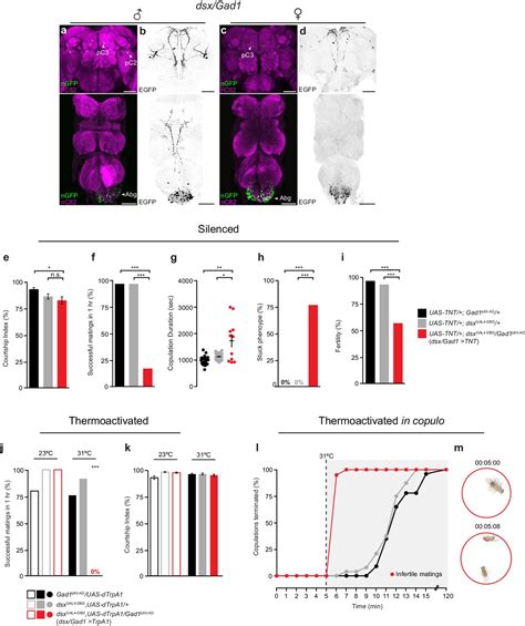 Neural Circuitry Coordinating Male Copulation ELife