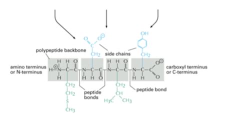biological sequence analysis flashcards quizlet
