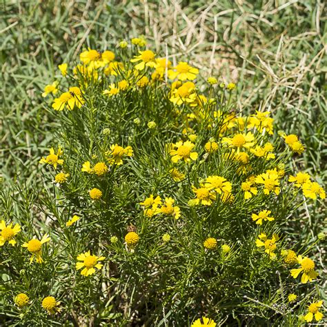 Bitterweed From Unity Park Sc Usa On July 11 2024 At 0103 Pm By