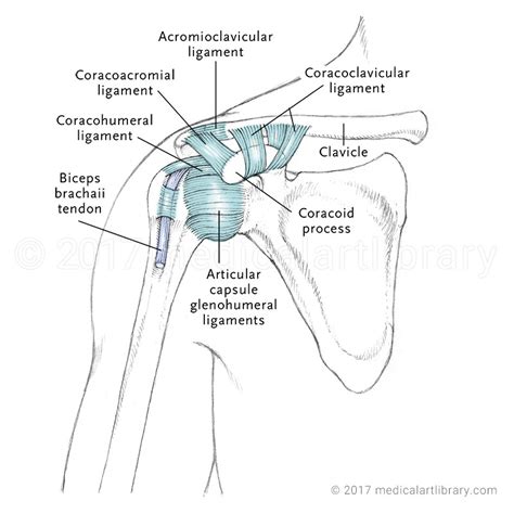 Foot Tendons Diagram Bottom Of Foot Diagram — Untpikapps