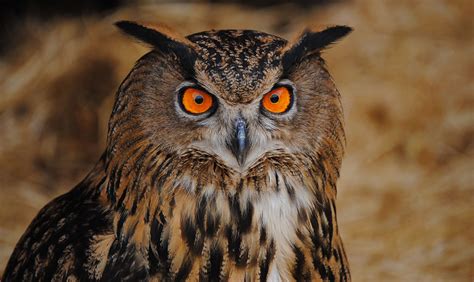 Conoce Mejor Las Rapaces Nocturnas Ibéricas
