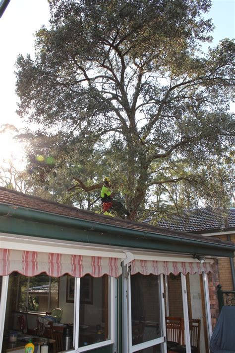 The Tree Cutting Company Tree Cutting Services Sydney Cost Prices