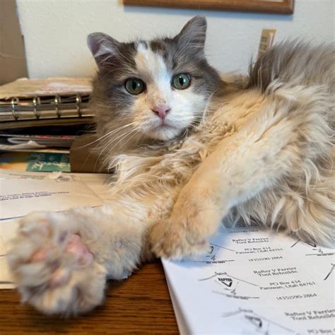 Idaho Bitterbrush Is A Native Shrub That Grows Throughout Southern