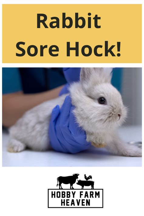 Rabbit Sore Hocks · Hobby Farm Heaven