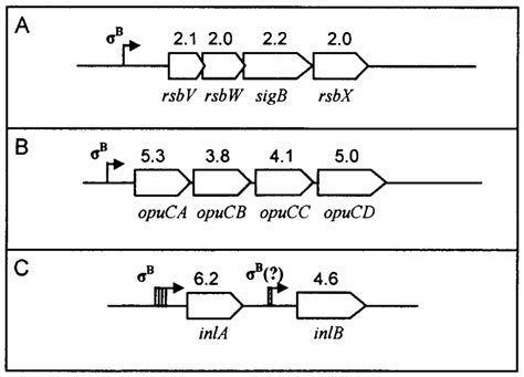 Graphic Depiction Of Three Operons Represented On The Microarray