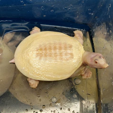 Albino Chinese Softshell Turtle Pelodiscus Sinensis Predatory Fins