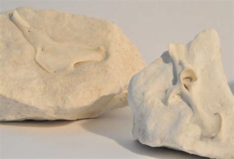 Axis Ossification Series