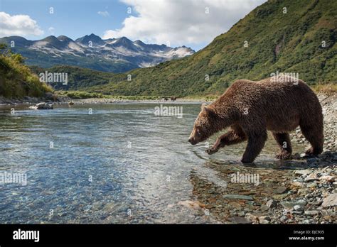 Usa Alaska Katmai National Park Coastal Brown Bear Ursus Arctos
