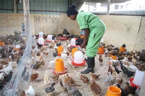 Five Tips To Keep Your Poultry Disease Free FarmKenya Initiative