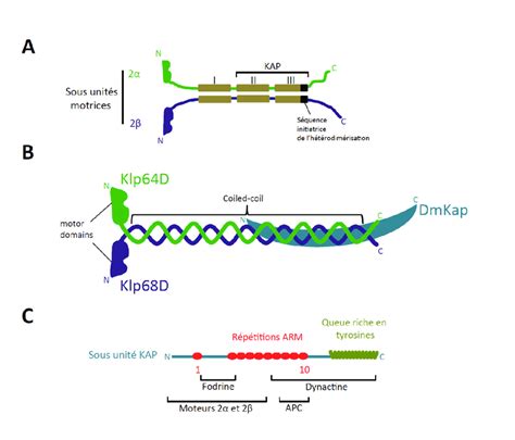 Structure Assemblage Et Organisation Des Domaines Des Sous Units De