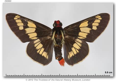 Mysoria Soza Type Specimens