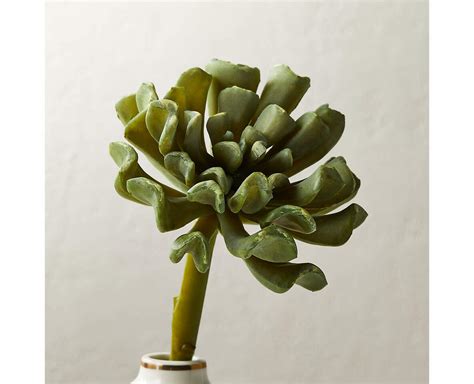 Rosette Succulent Stem Cb2 Uae