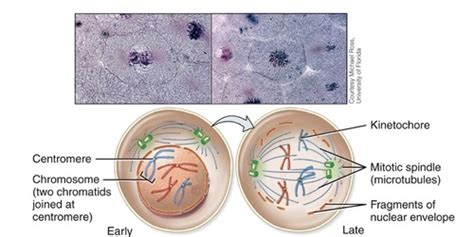 HA P Exam 3 Flashcards Quizlet