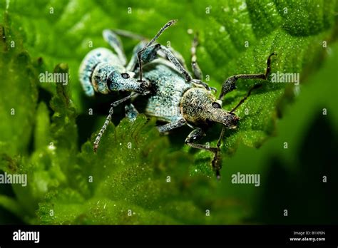 Love Of Weevil Stock Photo Alamy