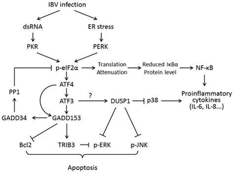 Working Model Of Pkr Perk Eif2α Atf4 Gadd153 Pathway Activation During