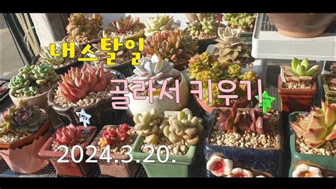 노인다육베란다걸이대다육이내가 좋아하는 다육이~~2024320 Youtube