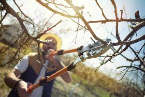 How And When To Prune Pear Trees Gardeners Path