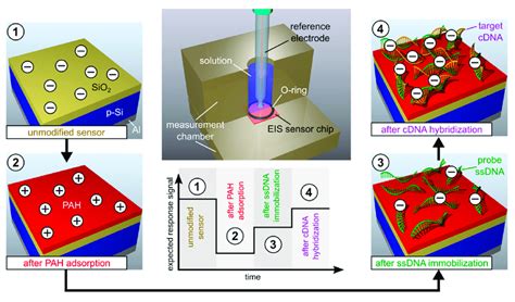 Modification Steps Of The Eis Sensor Measurement Setup Middle Column