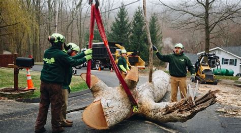 Multi Stemmed Trees And Codominant Stems Are They Dangerous • Rayzors
