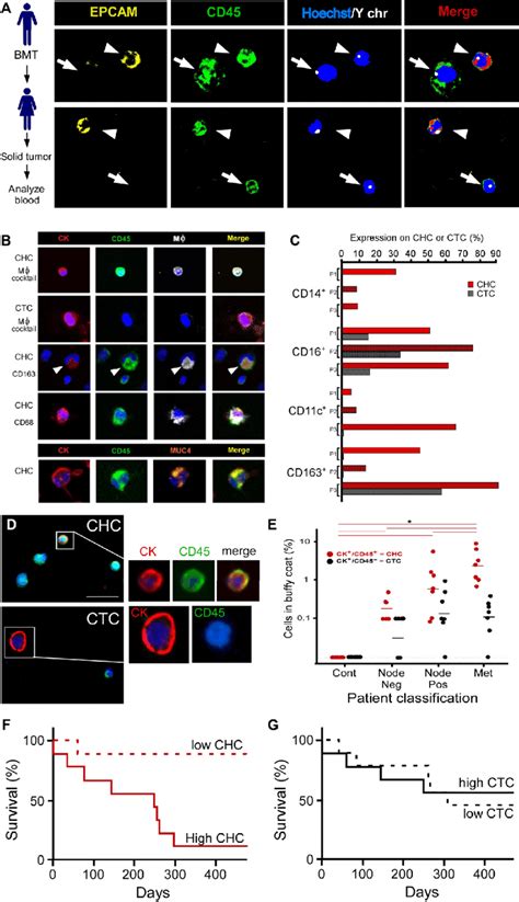 Human Ctcs A Sex Mismatched Bone Marrow Transplanted Bmt Patient Download Scientific