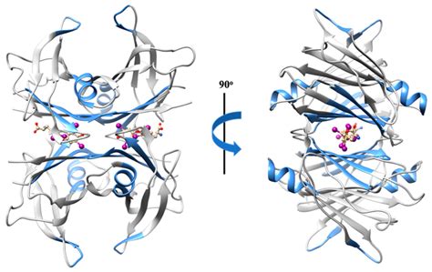 Three Dimensional Structure Representation Of The Native Ttr