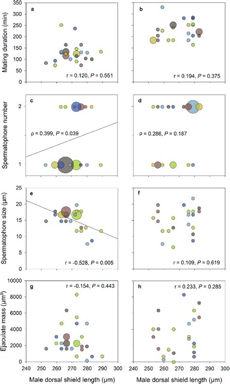 Correlations Between Male Body Size And Mating Duration Spermatophore