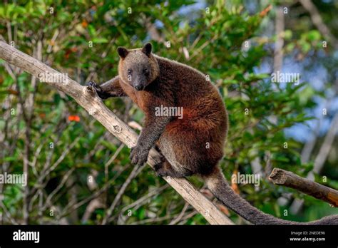 Dorias Tree Kangaroo Hi Res Stock Photography And Images Alamy