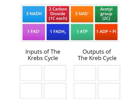 Inputs Outputs Of The Krebs Cycle Group Sort