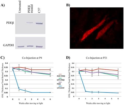 A Western Blot Of Pdeβ Expression In Aav5 Pdeβ Transduced Rd10 Retinas