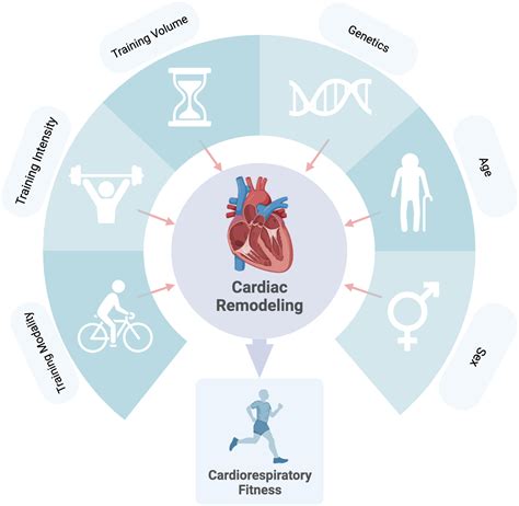 Understanding Exercise Capacity From Elite Athlete To Hfpef Canadian Journal Of Cardiology
