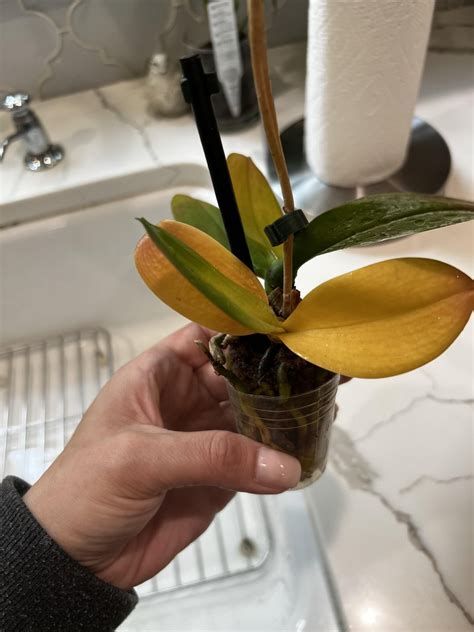 Repot Root Rot Overwatered Rorchids