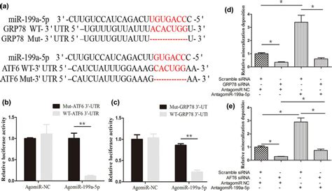 Mir 199a 5p Directly Target Atf6 And Grp78 A Schematic Illustration