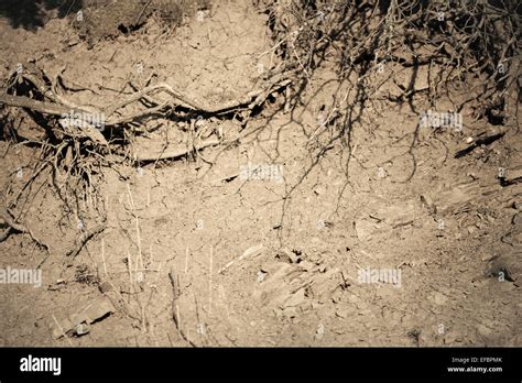Roots In A Soil Stock Photo Alamy
