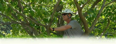 Mulford S Tree Service Tree Services Lawrence KS