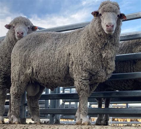 Semen Sire Profiles Anderson Poll Merino
